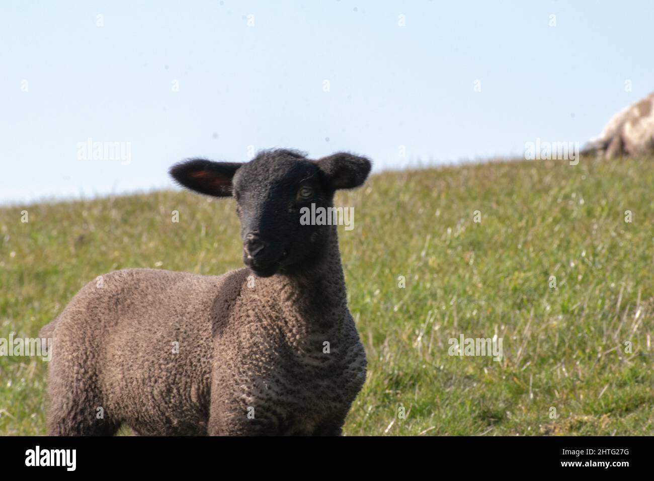 Smiley lamb hi-res stock photography and images - Alamy