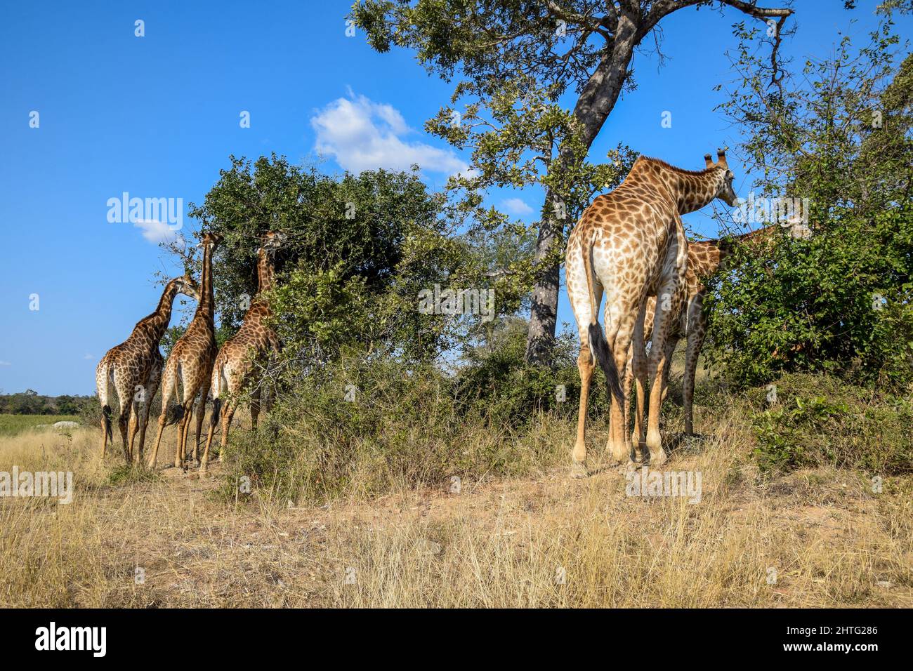 Giraffes grazing from behind Stock Photo - Alamy