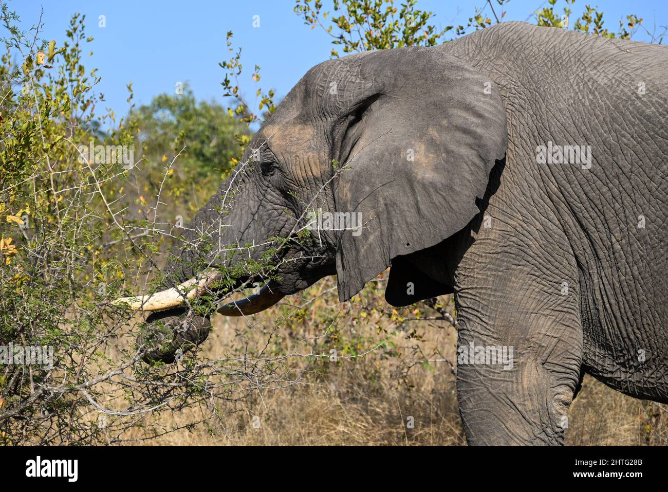 Elephant in the bush Stock Photo - Alamy