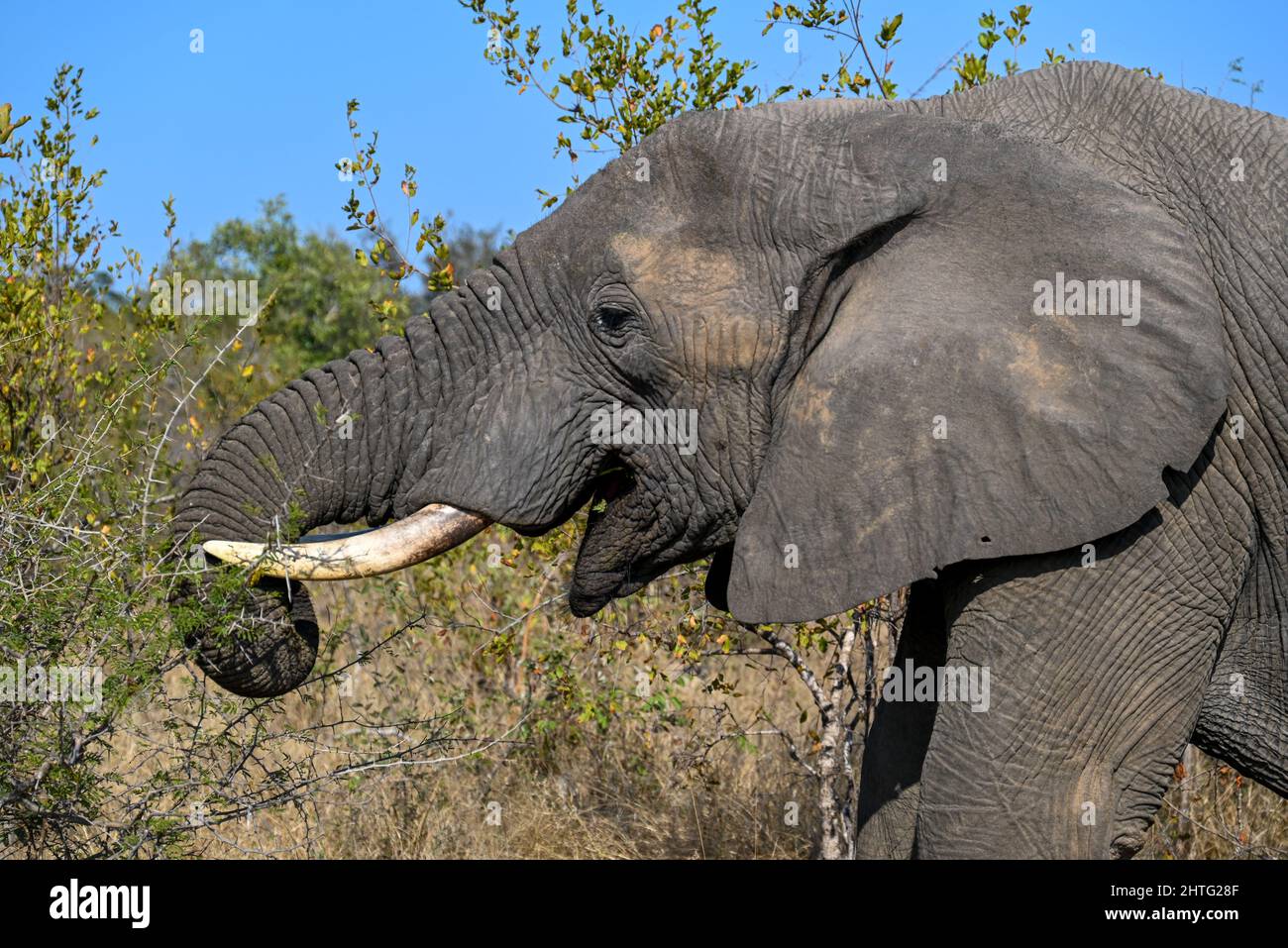 Elephant baby trunk eating hi-res stock photography and images - Alamy
