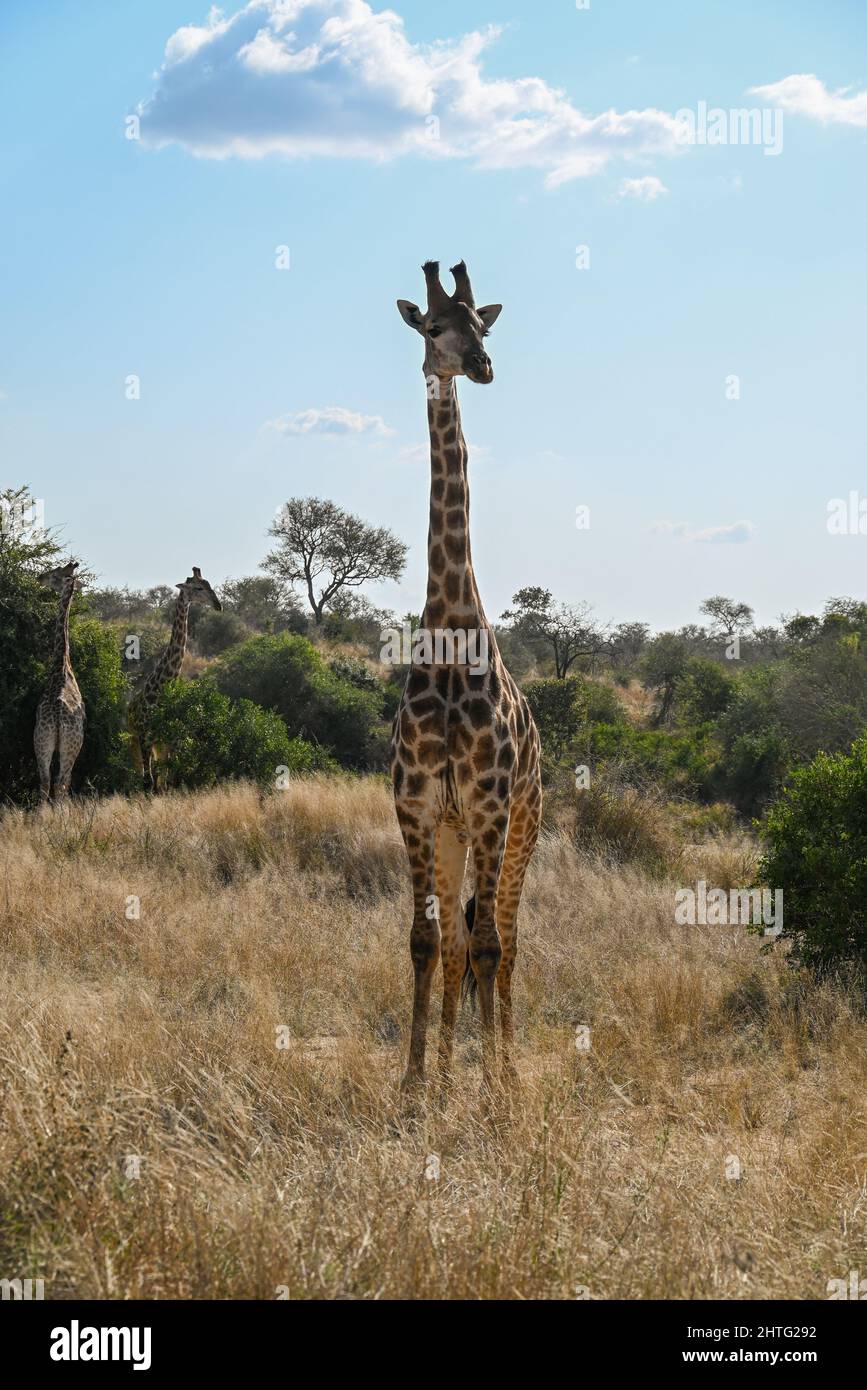 Animals in tall grass hi-res stock photography and images - Alamy