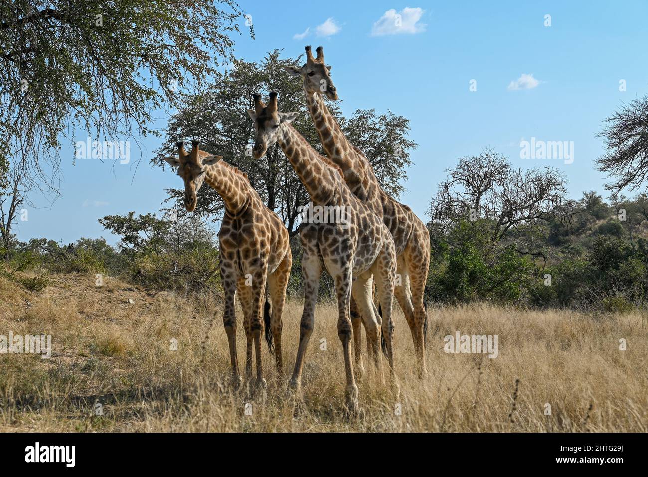 Family of giraffes Stock Photo - Alamy