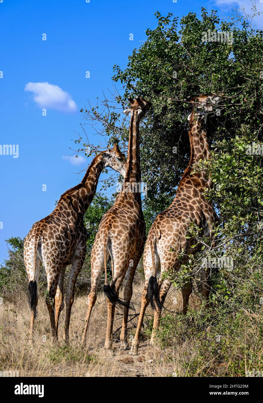 Giraffe behind tree hi-res stock photography and images - Alamy