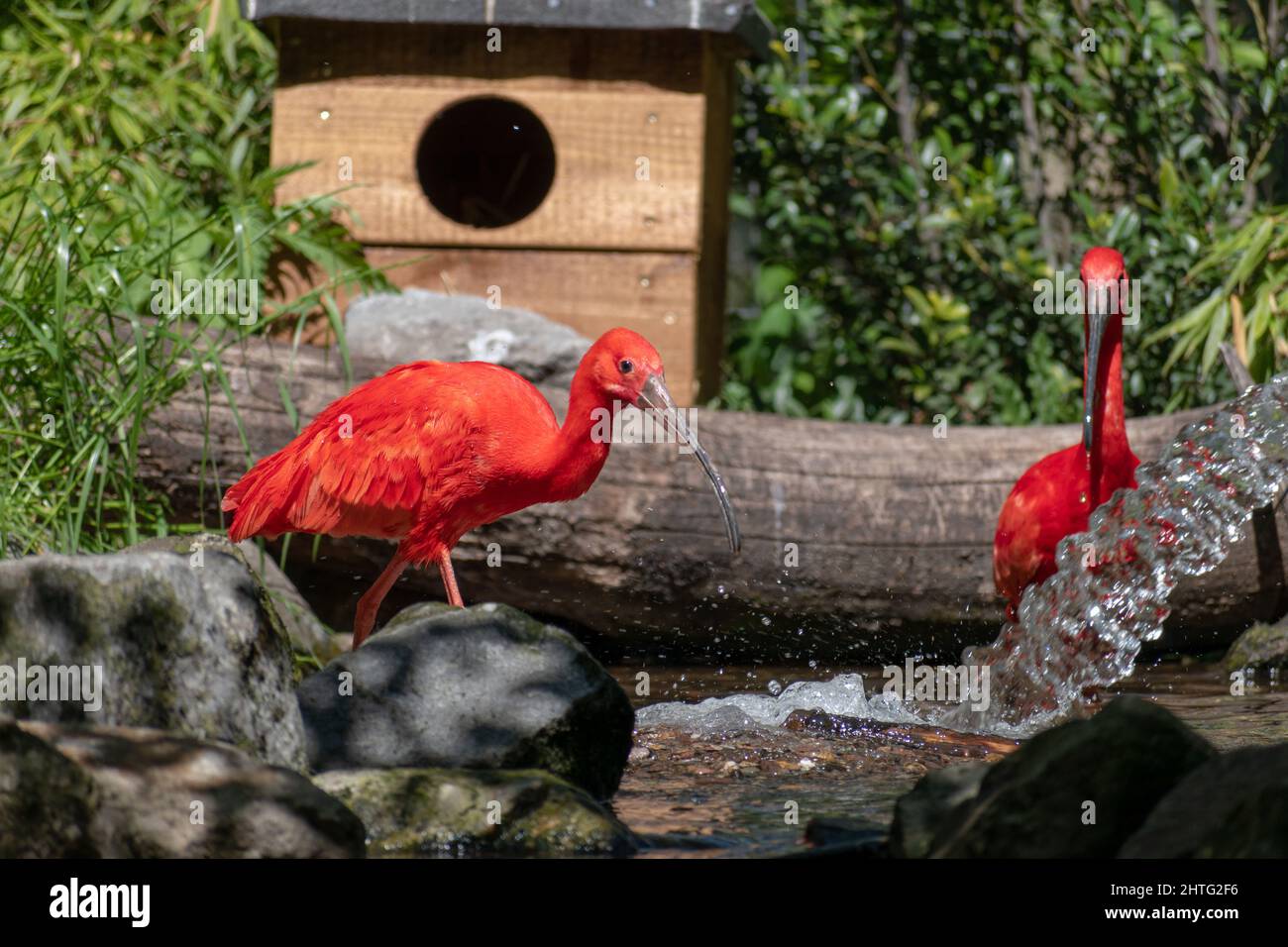 Beautiful shot of red ibis bird searching for food in the water Stock ...
