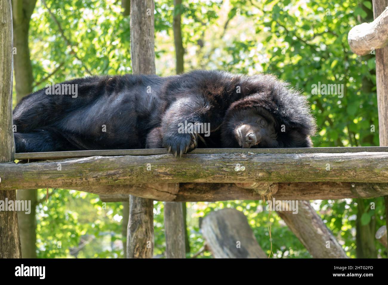 Closeup of a himalayan black bear sleeping on a piece of wood in a zoo ...