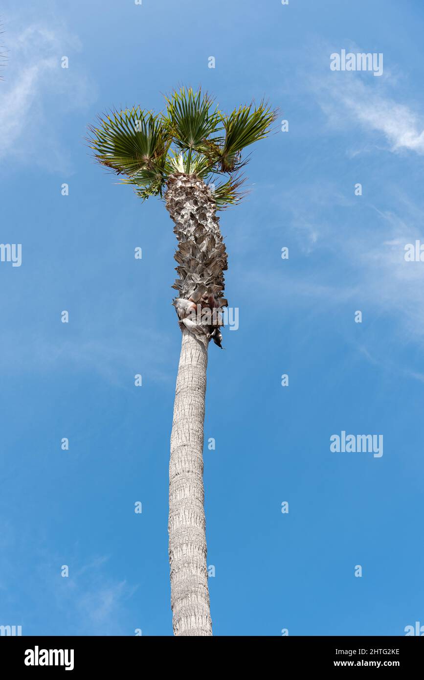 Vertical shot of a growing palm tree on a blue sky background Stock ...