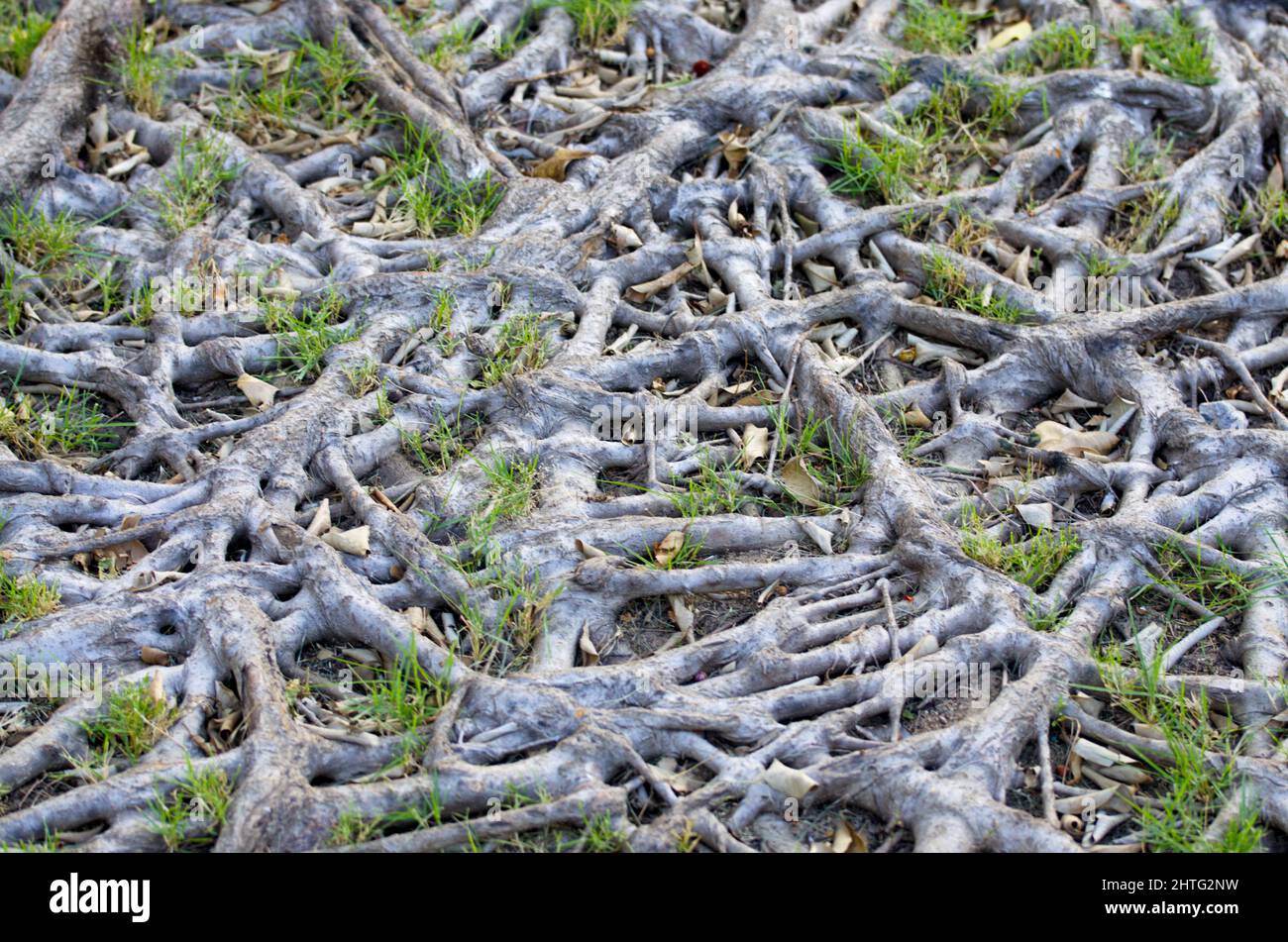 Tree branches on the ground Stock Photo - Alamy