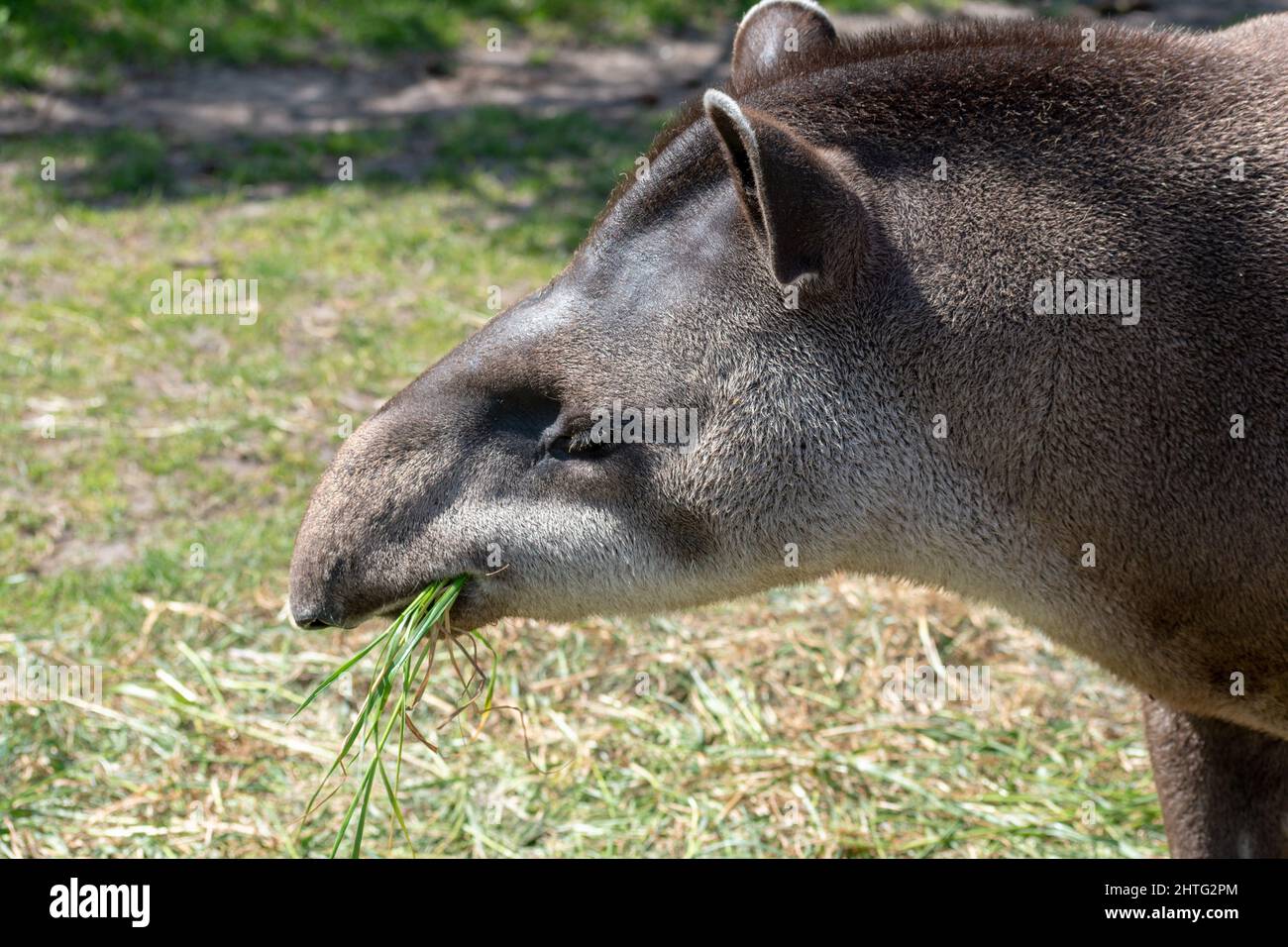 Brown capybara eating a grass in nature Stock Photo - Alamy