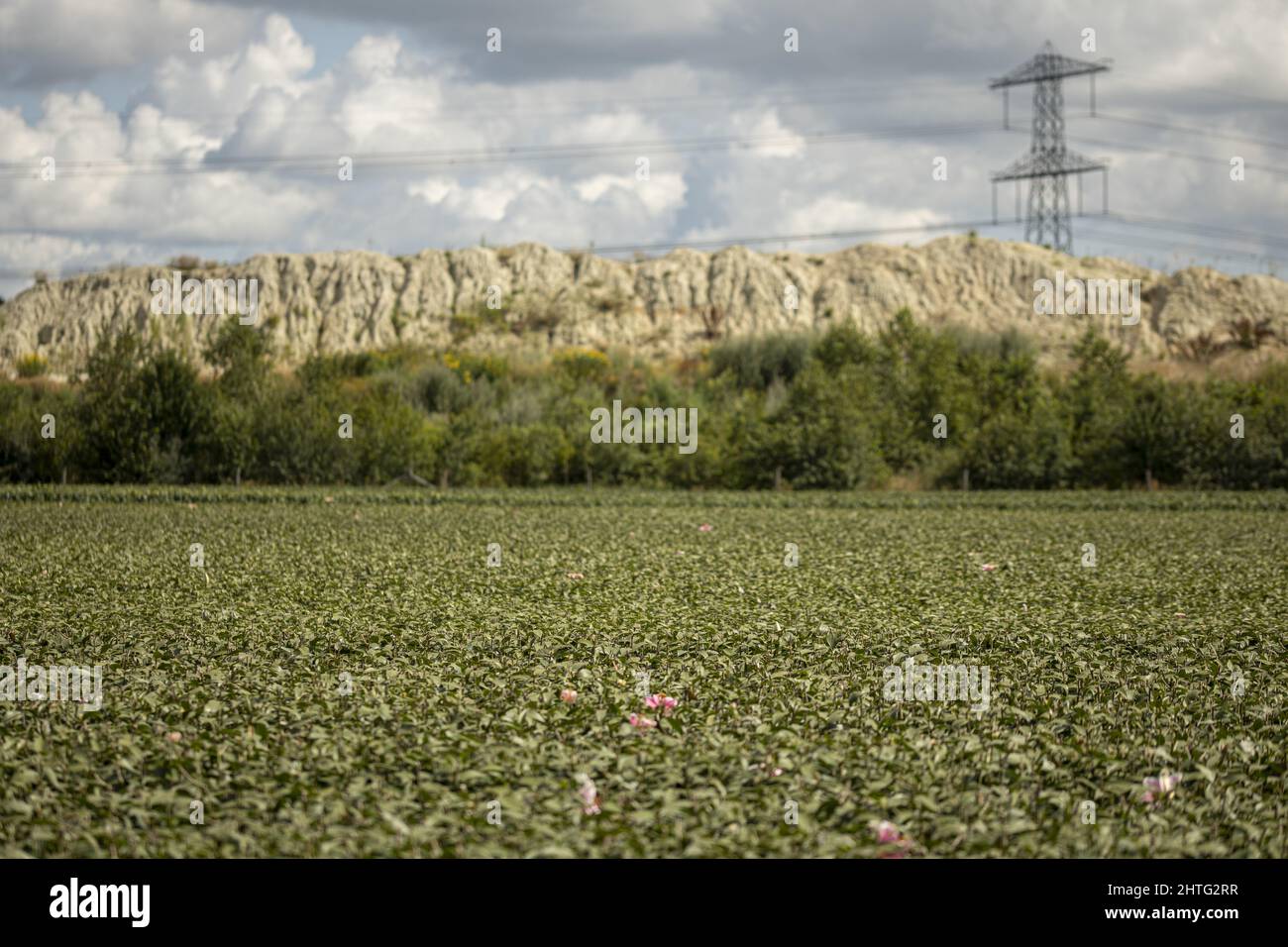 Lily flowers virgin hi-res stock photography and images - Alamy