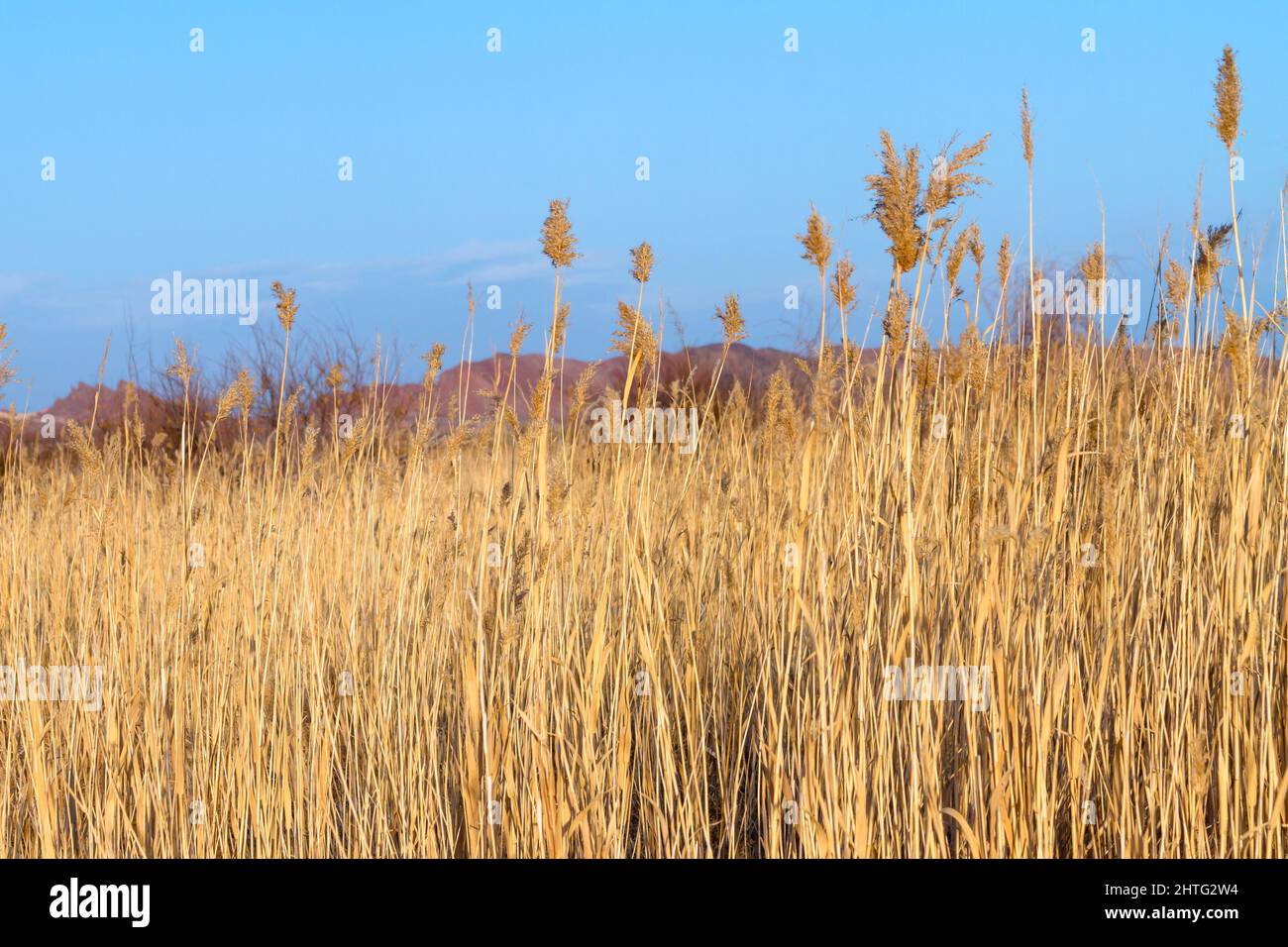 Winter dry reed grass in a mash with blue sky Stock Photo - Alamy