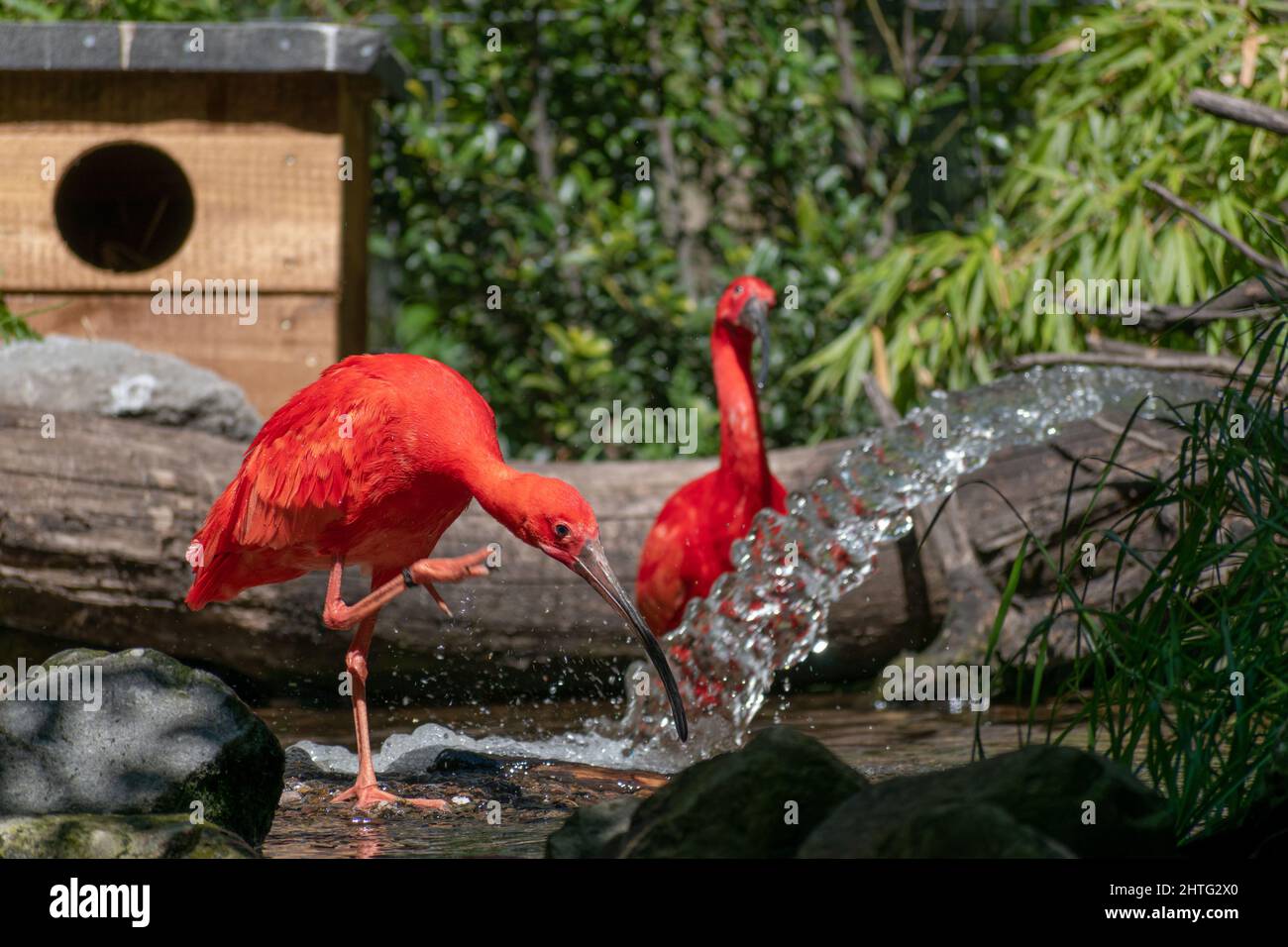 Red ibis in a pond with a huge log on the background Stock Photo - Alamy