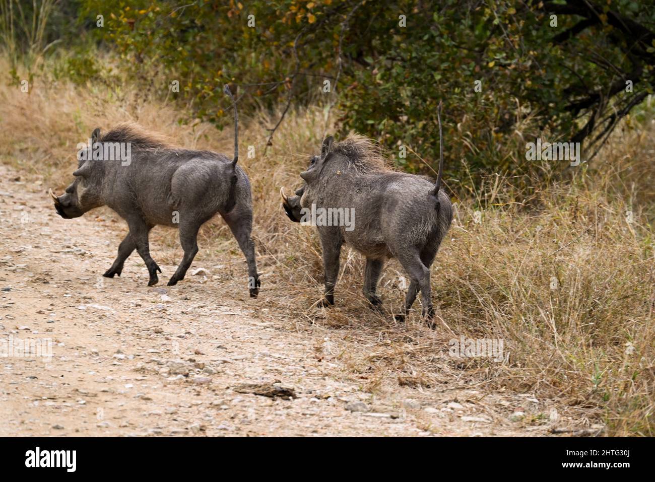 2 Warthogs in road Stock Photo - Alamy