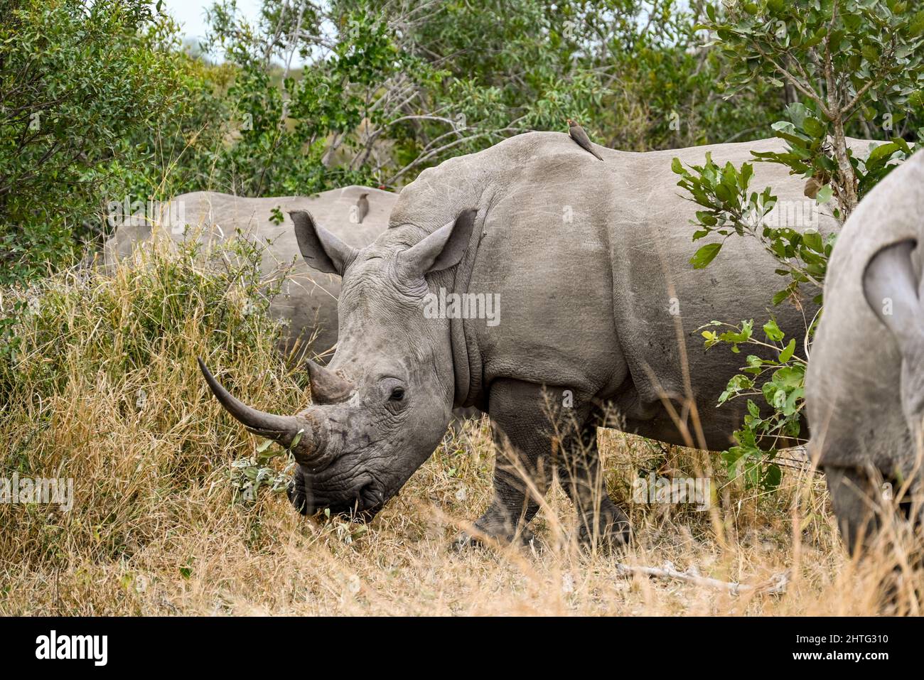 Herd wild rhinoceros in hi-res stock photography and images - Alamy