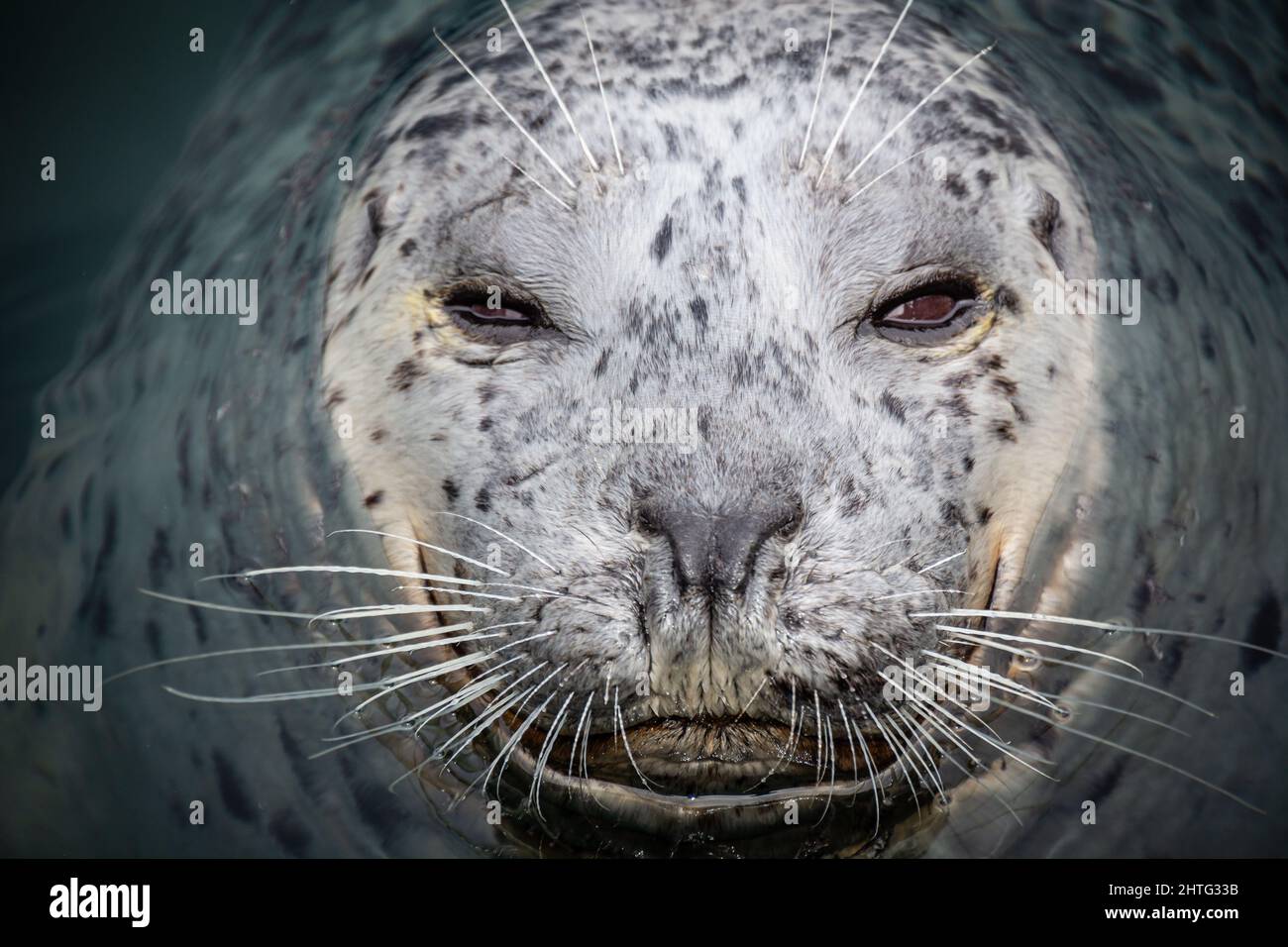 Closeup shot of a gray angry seal face Stock Photo - Alamy
