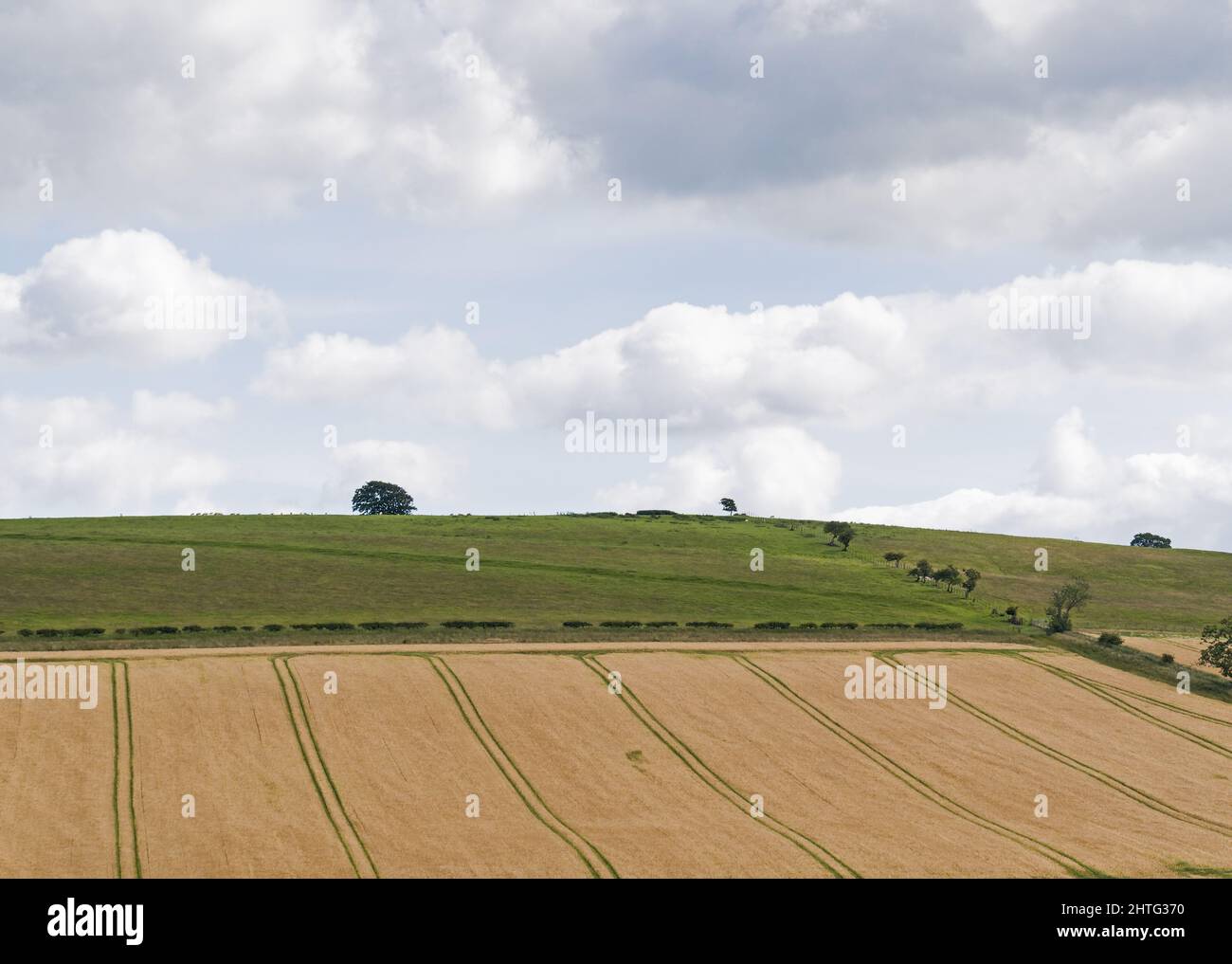 Crops and pasture with copy space in Northumberland, UK Stock Photo - Alamy