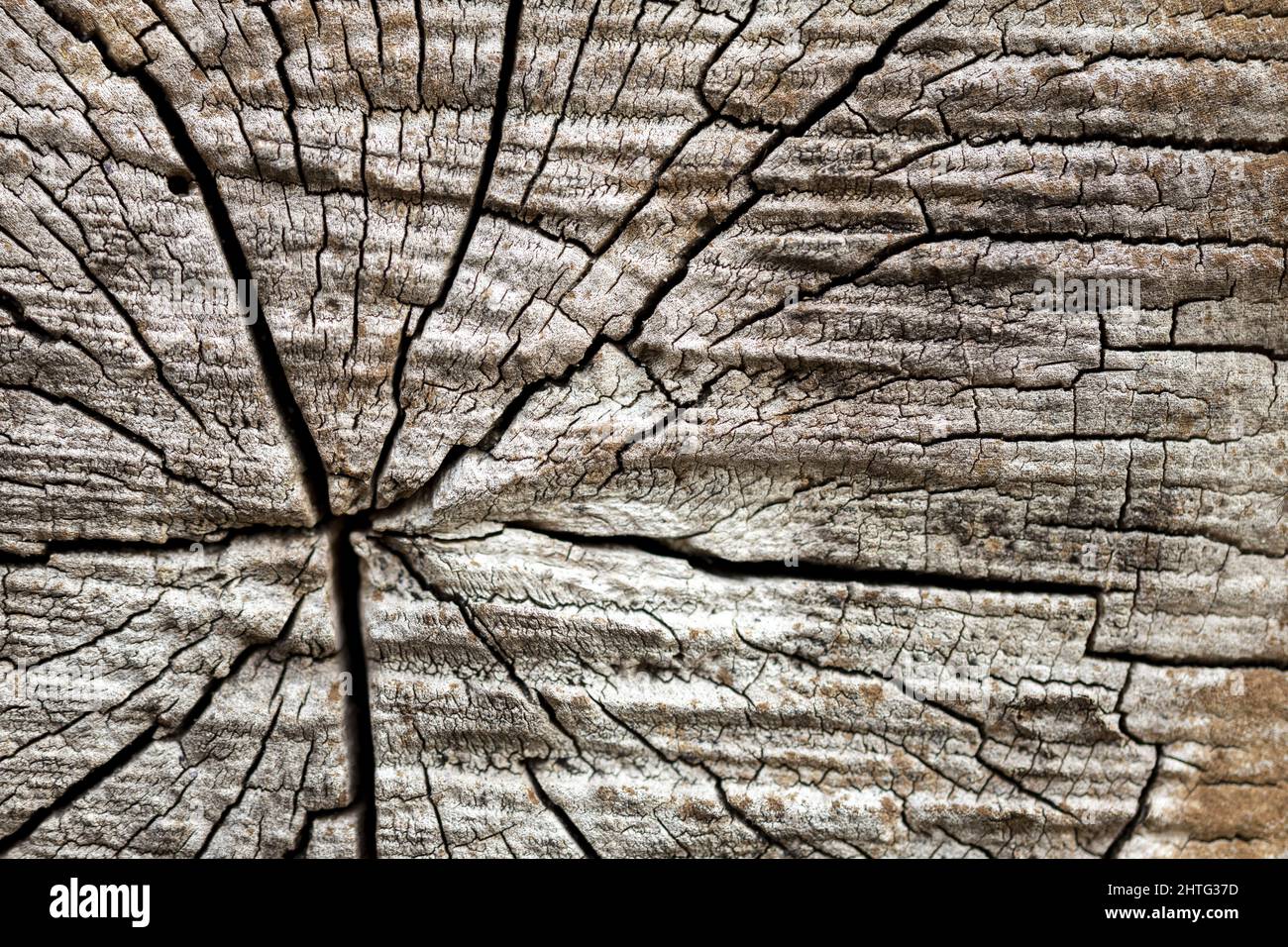 Wood texture of weathered intersected log Stock Photo - Alamy