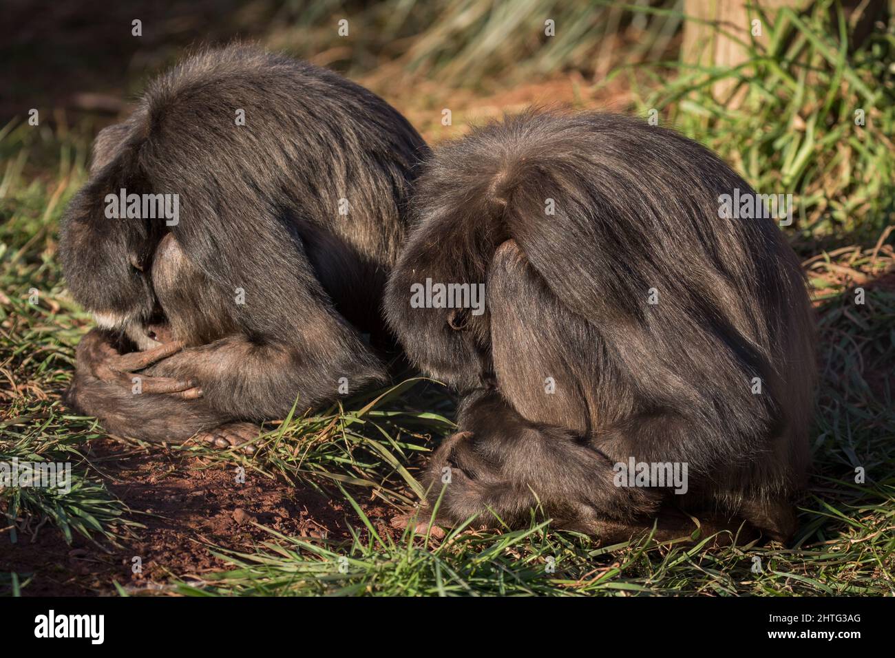 Haunches hi-res stock photography and images - Alamy