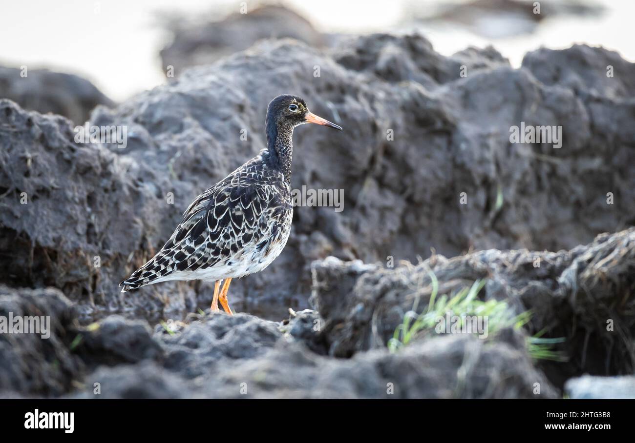 Beautiful shot of a sea bird on a rocky shore Stock Photo - Alamy