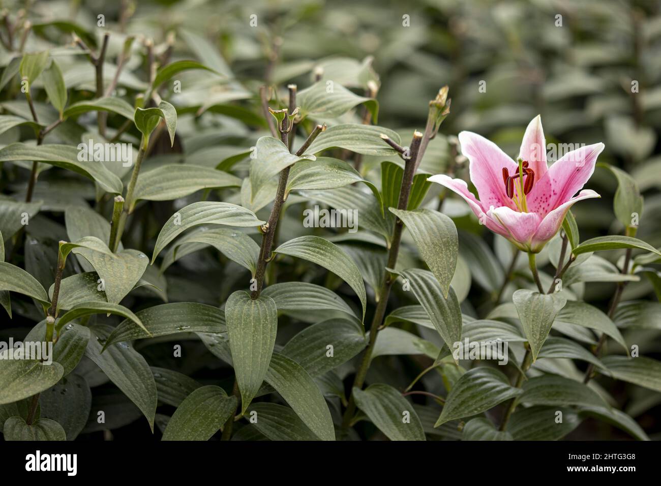 Field of trumpet Lily Stock Photo - Alamy