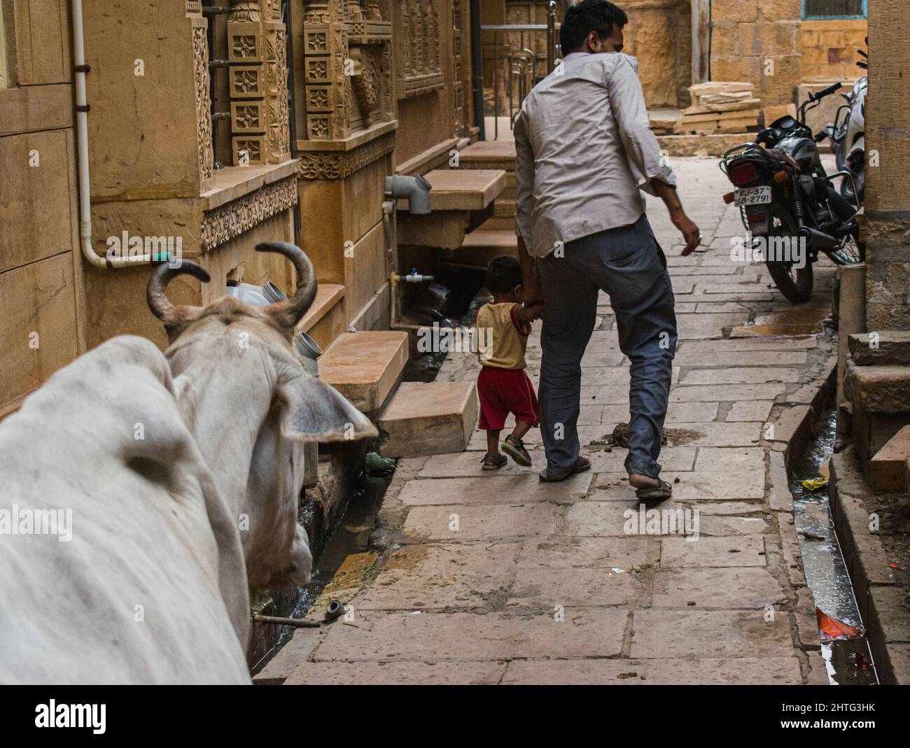 Cow running behind kid Stock Photo - Alamy