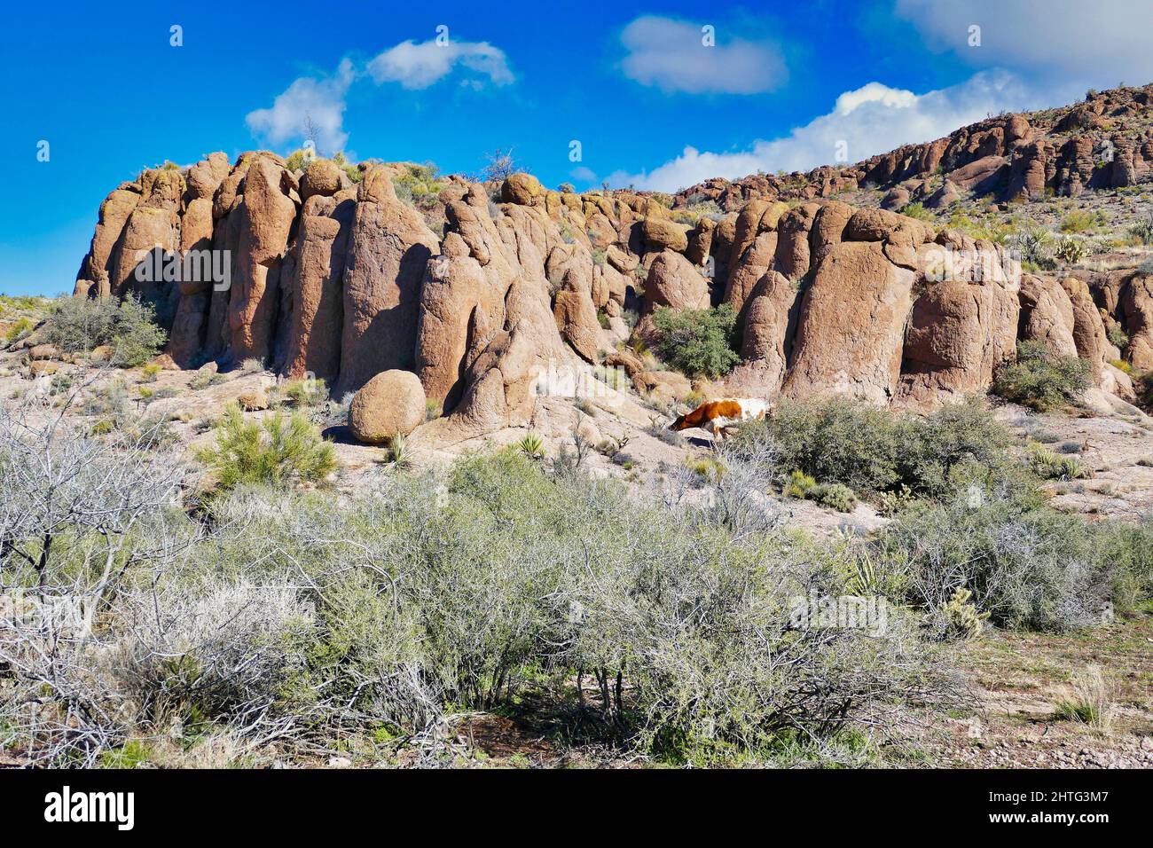 Lone longhorn cow trying to find something to eat at the foot of eroded ...