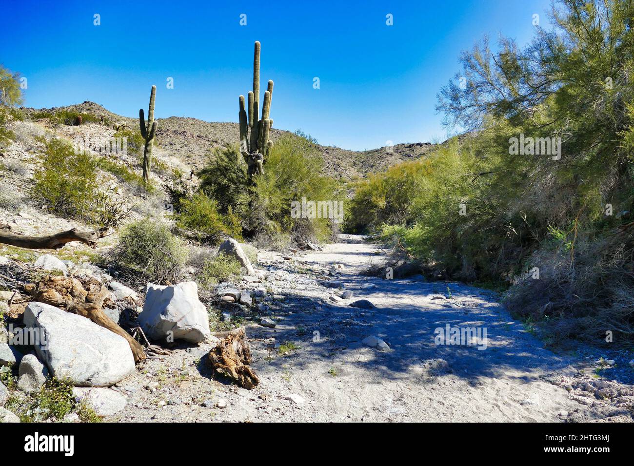 Dry riverbed with saguaros and green trees in the desert park Skyline ...