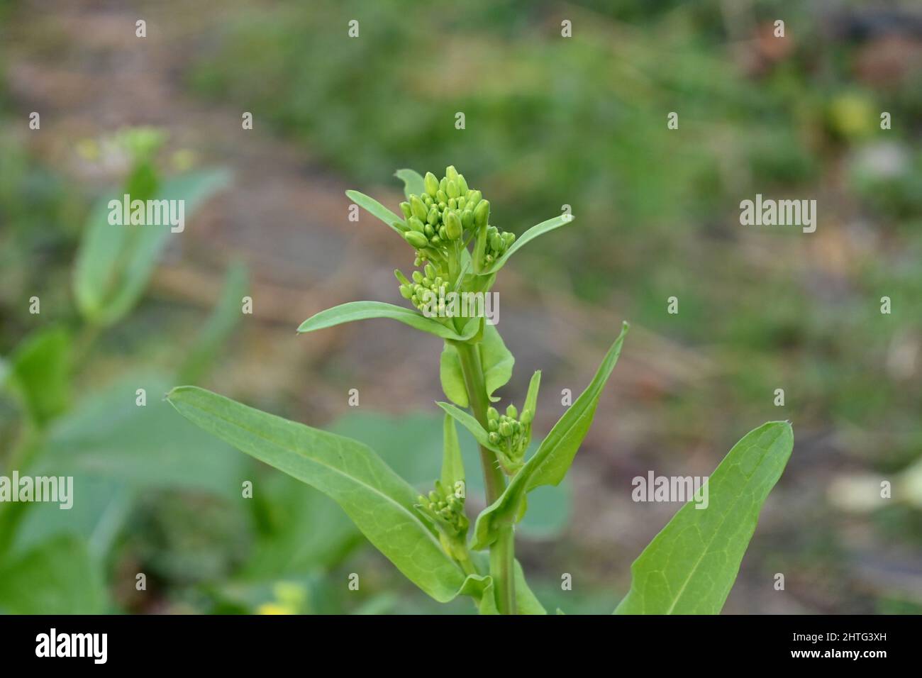 Mustered field hi-res stock photography and images - Alamy