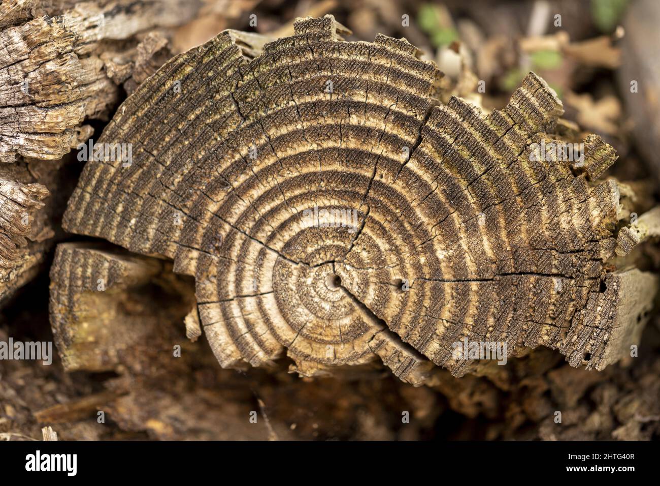 Rings of old weathered log Stock Photo - Alamy