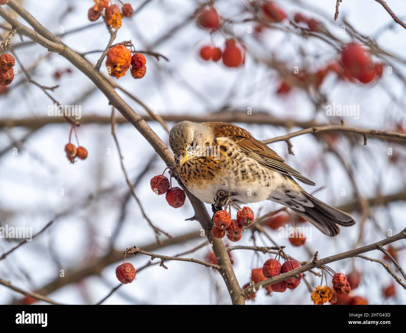 Fieldfare, lat. Turdus pilaris, sitting on the bush and feeding on wild ...