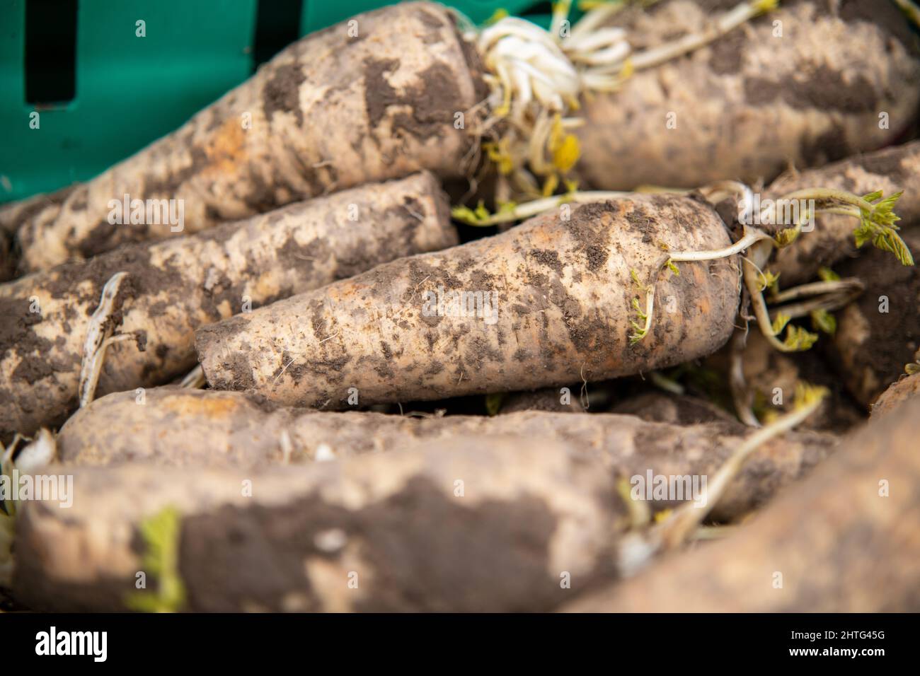 Natural fruits and vegetables without preservatives, on natural soil ...