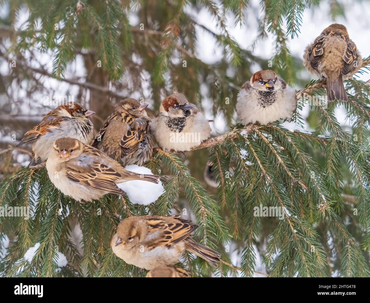 Four tree sparrows hi-res stock photography and images - Alamy