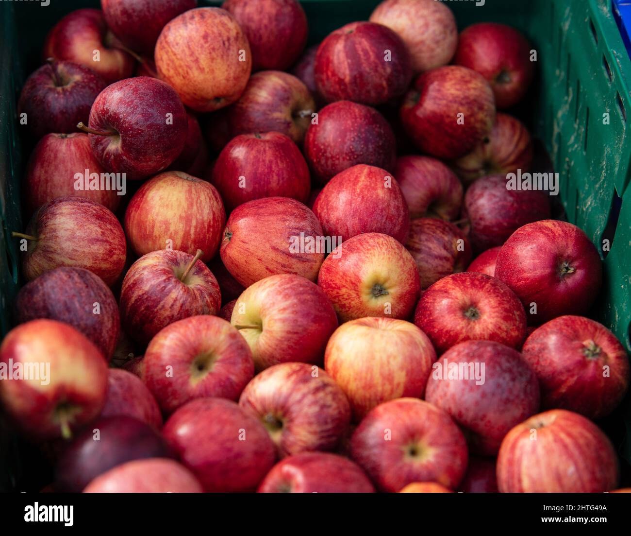 Natural fruits and vegetables without preservatives, on natural soil ...