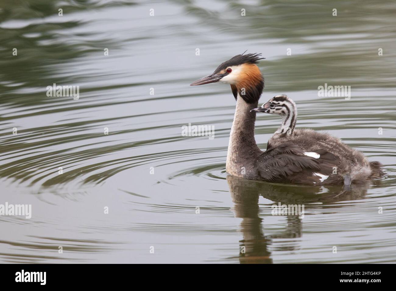 Great Crested Grebe swimming in a lake with chicks on its back Stock ...