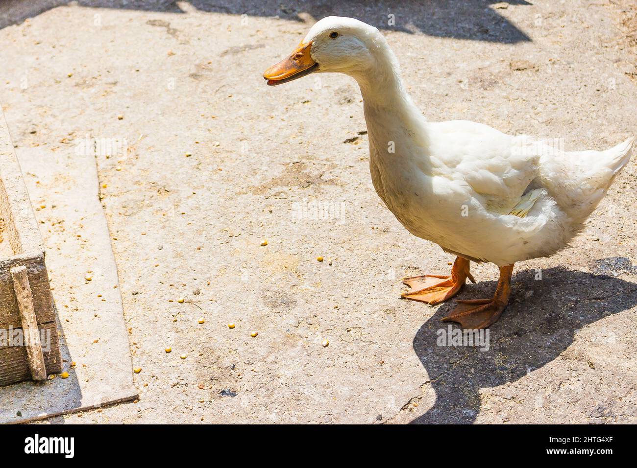 White domestic duck on a farm Stock Photo - Alamy