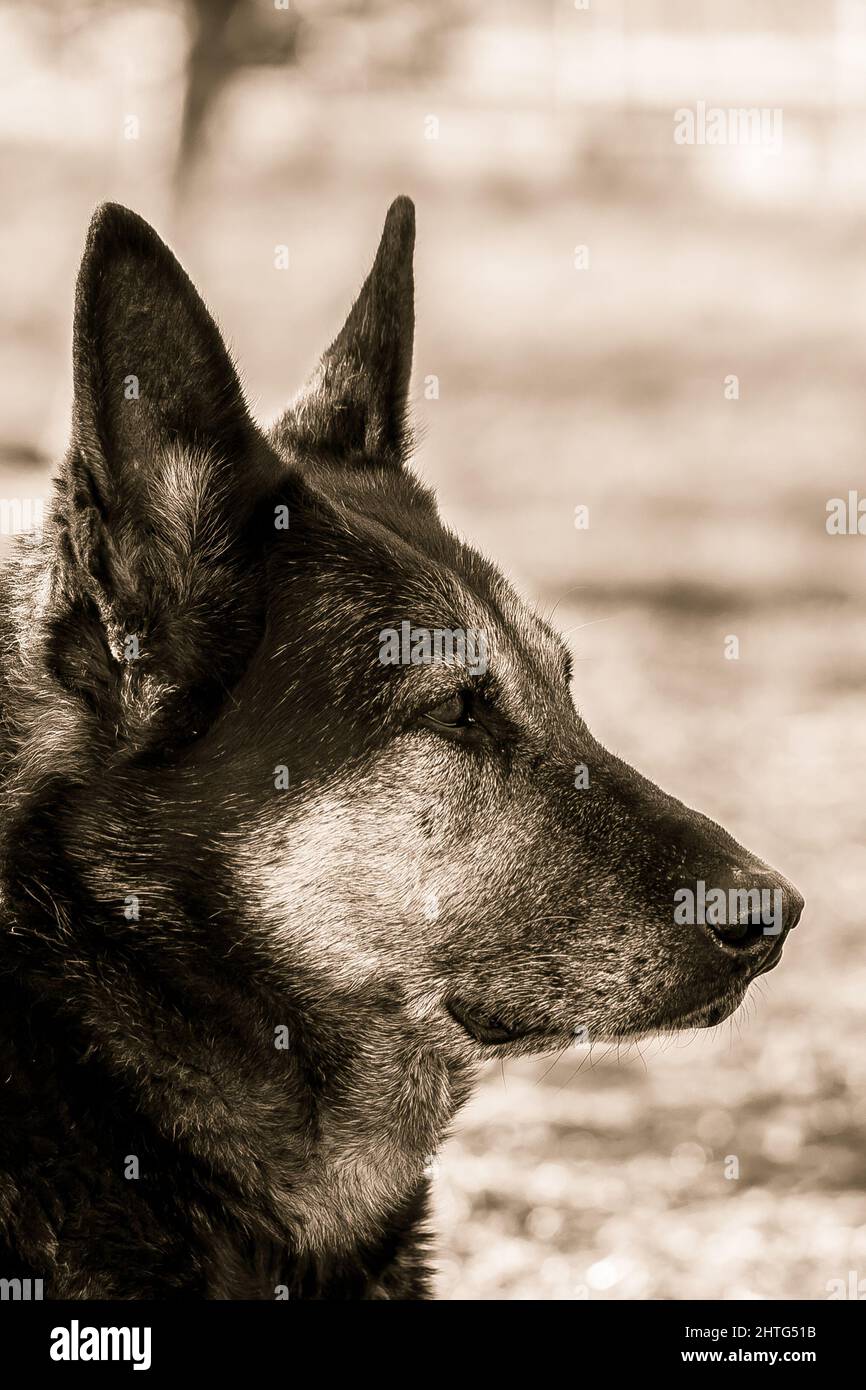 Side view of a cute lovely German Shepherd dog isolated against a ...
