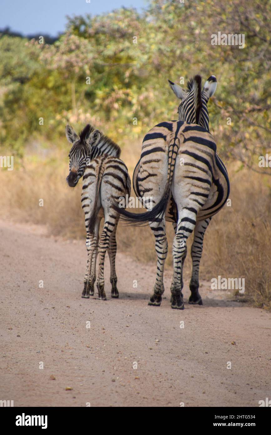 Mother and baby Zebra Stock Photo - Alamy
