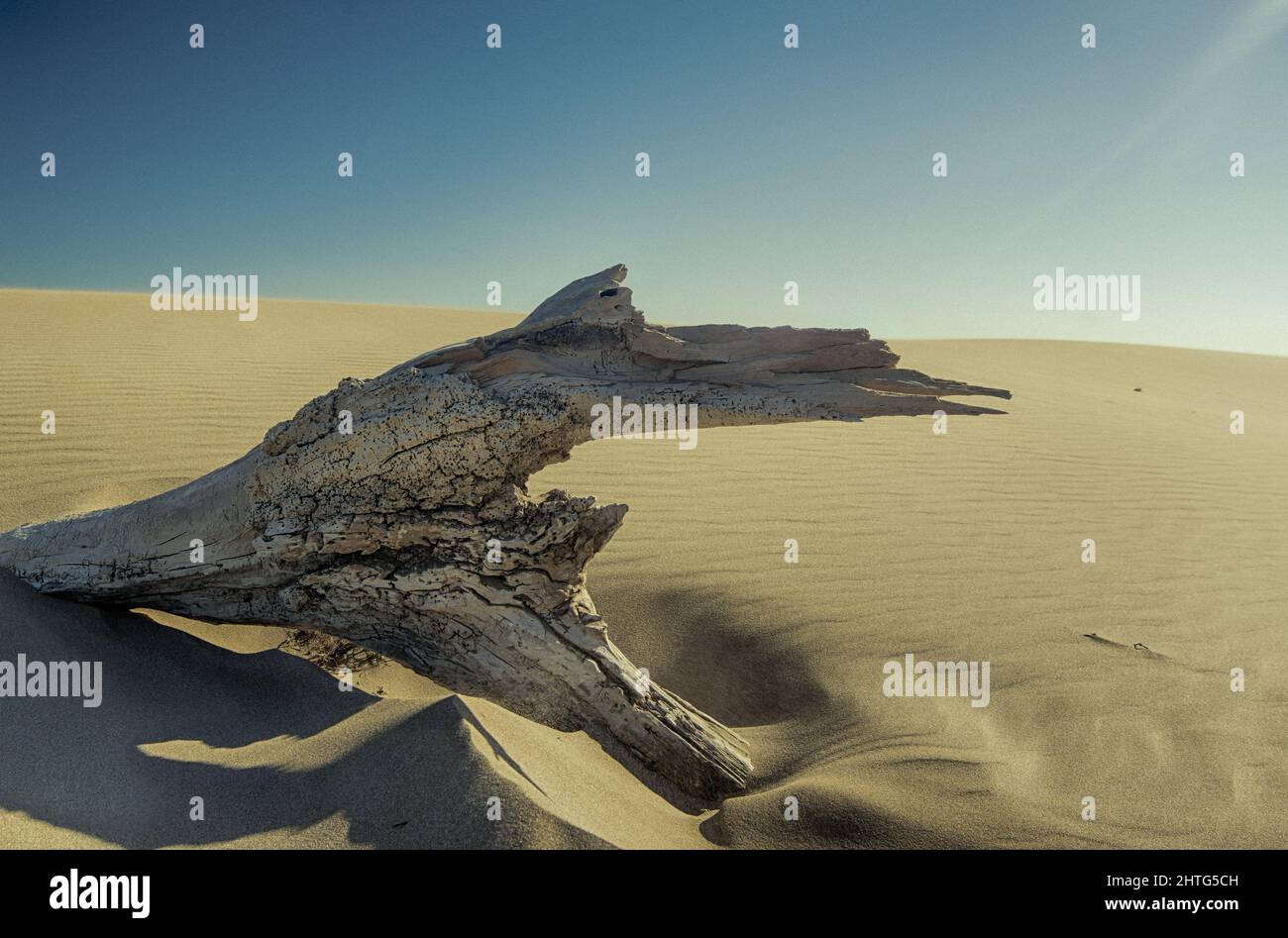 Desert tree piece hi-res stock photography and images - Alamy