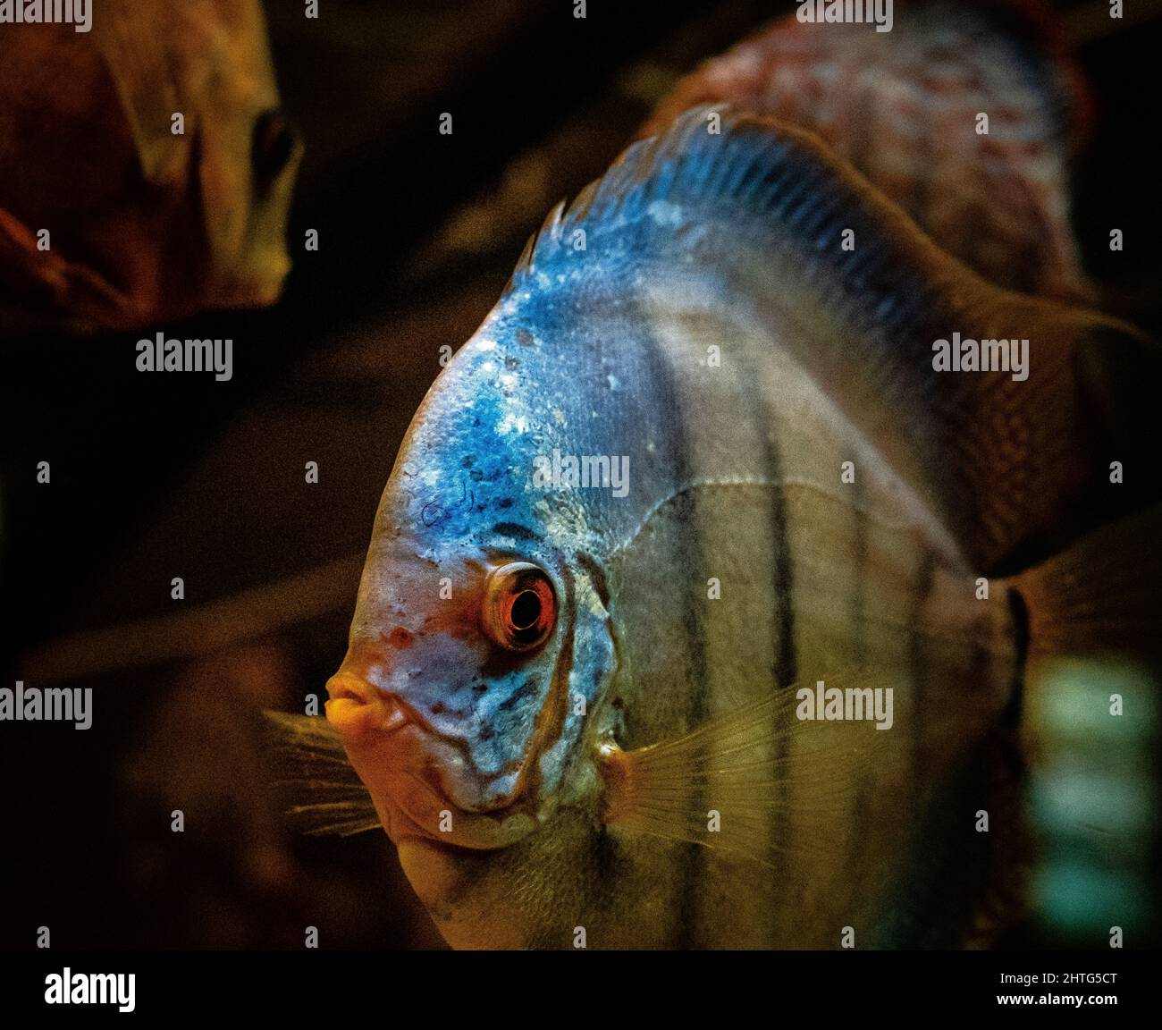 Discus eye hi-res stock photography and images - Alamy