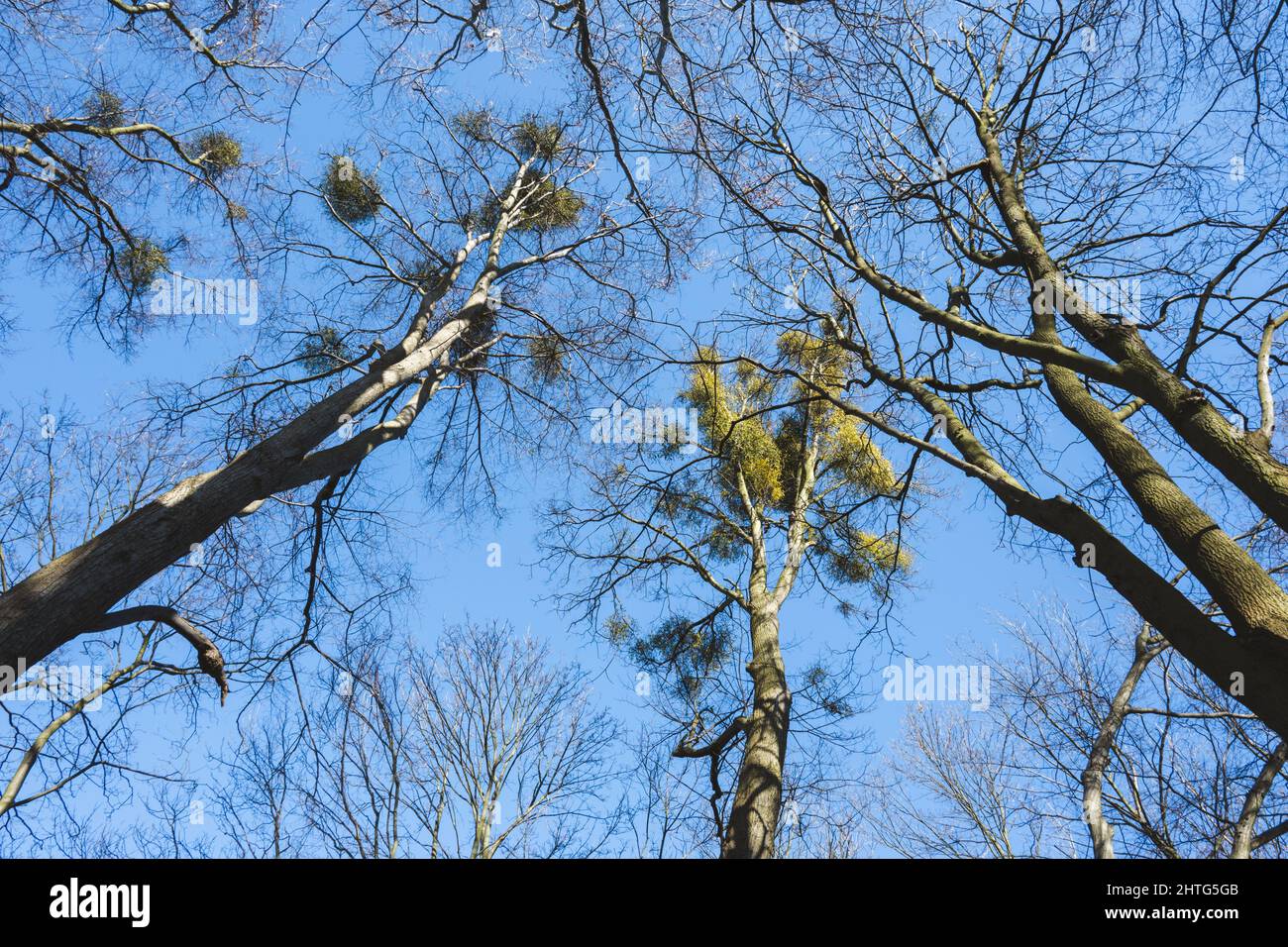 Pine tree branch from below hi-res stock photography and images - Alamy