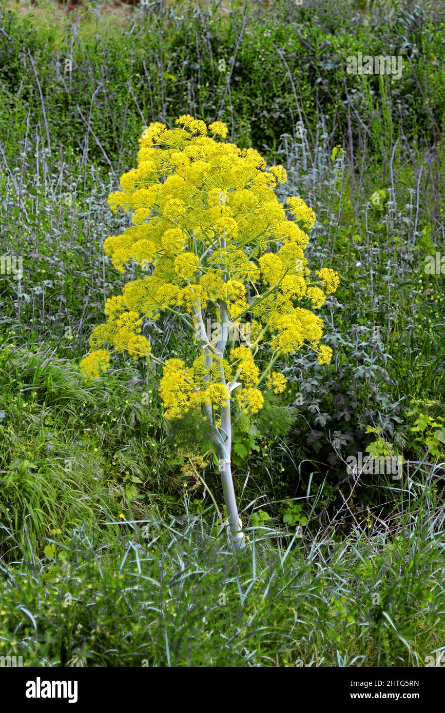 Plant of mediterranean woodlands and shrublands hi-res stock ...