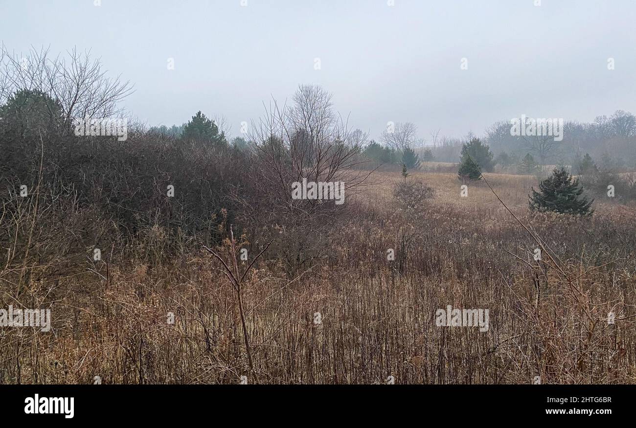 Field with leafless trees against a cloudy sky on a gloomy day during ...