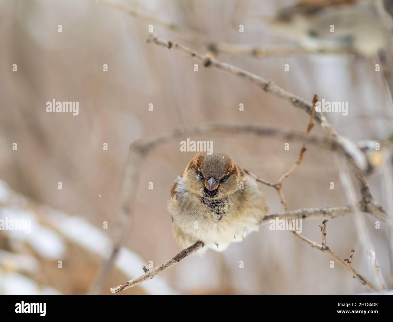 Sparrow sits on a branch without leaves. Sparrow on a branch in the ...