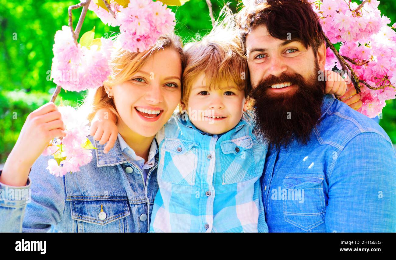 Spring. Happy family walk in sakura park. Mother, father and little son ...