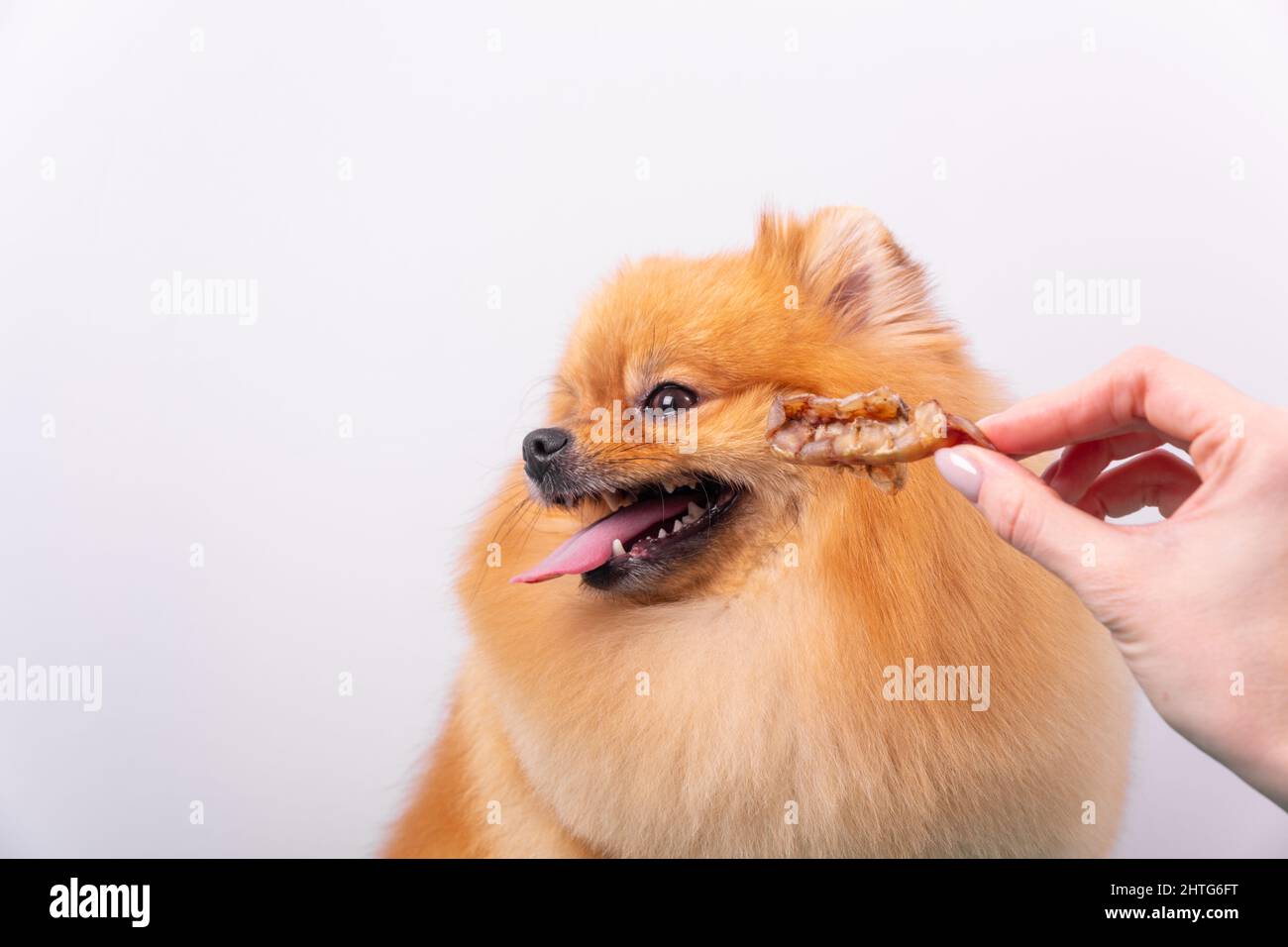 Dog refuses food hi-res stock photography and images - Alamy