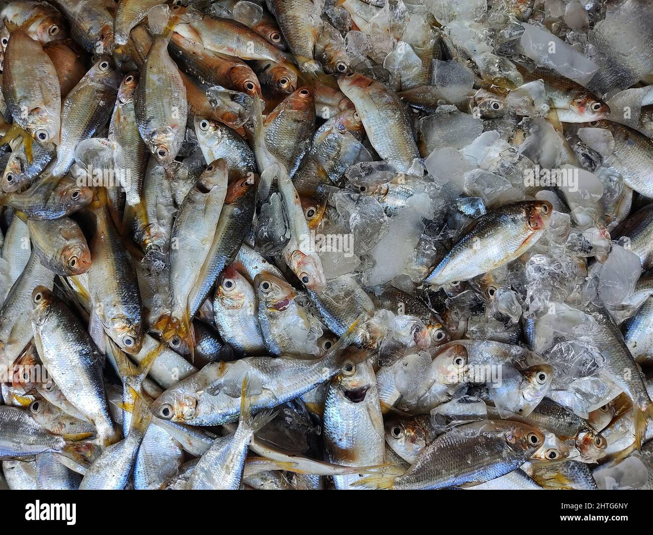 Texture of a heap of fresh fish with ice at the food market Stock Photo ...