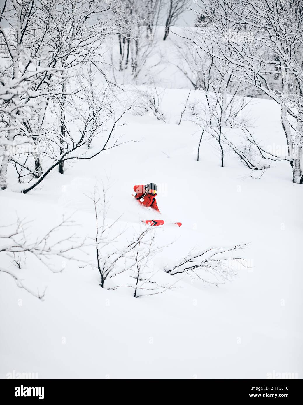 Skier slides in the high mountains with snow-covered tree branches on ...