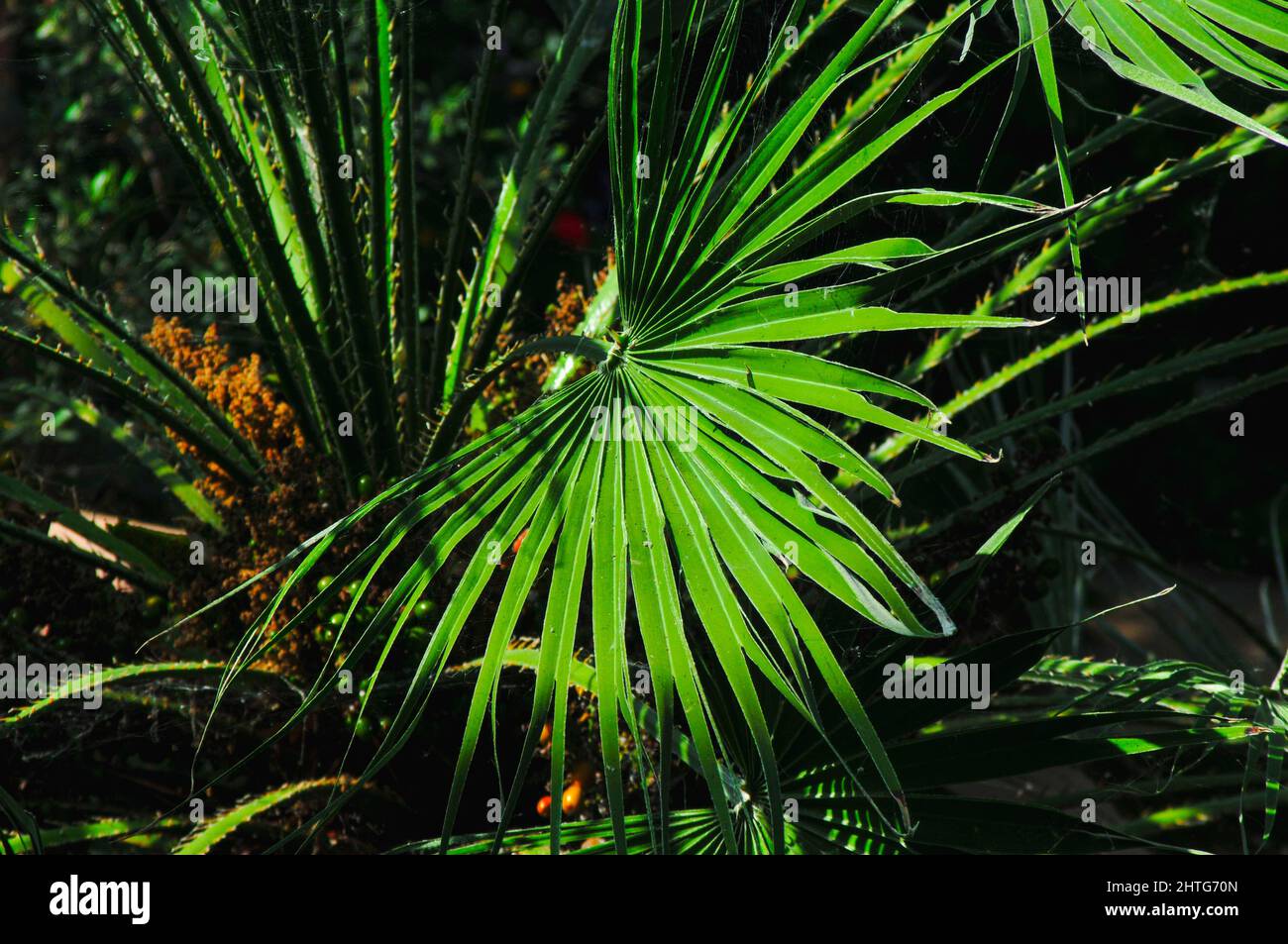 Plants in Bergius Botanic Garden Stock Photo - Alamy