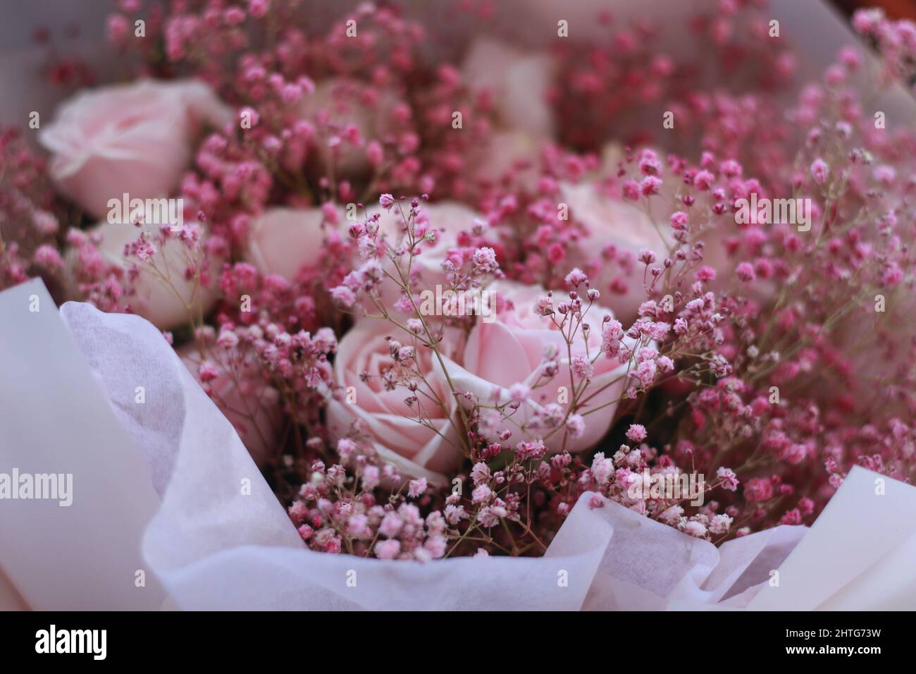 Beautiful Pink Roses Stock Photo - Alamy