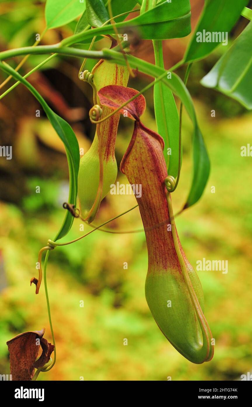 Plants in Bergius Botanic Garden Stock Photo - Alamy