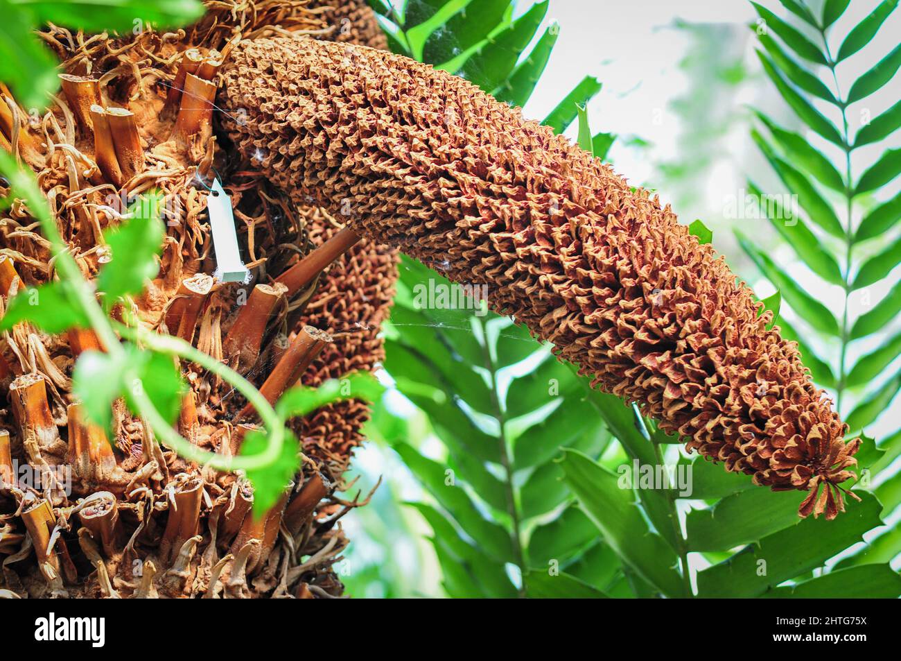 Close up of Cycas plant in Bergius Botanic Garden Stock Photo - Alamy